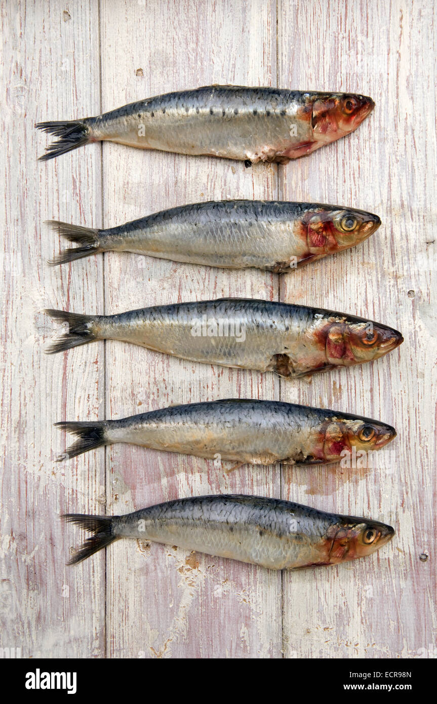 Sardines or pilchards Stock Photo - Alamy
