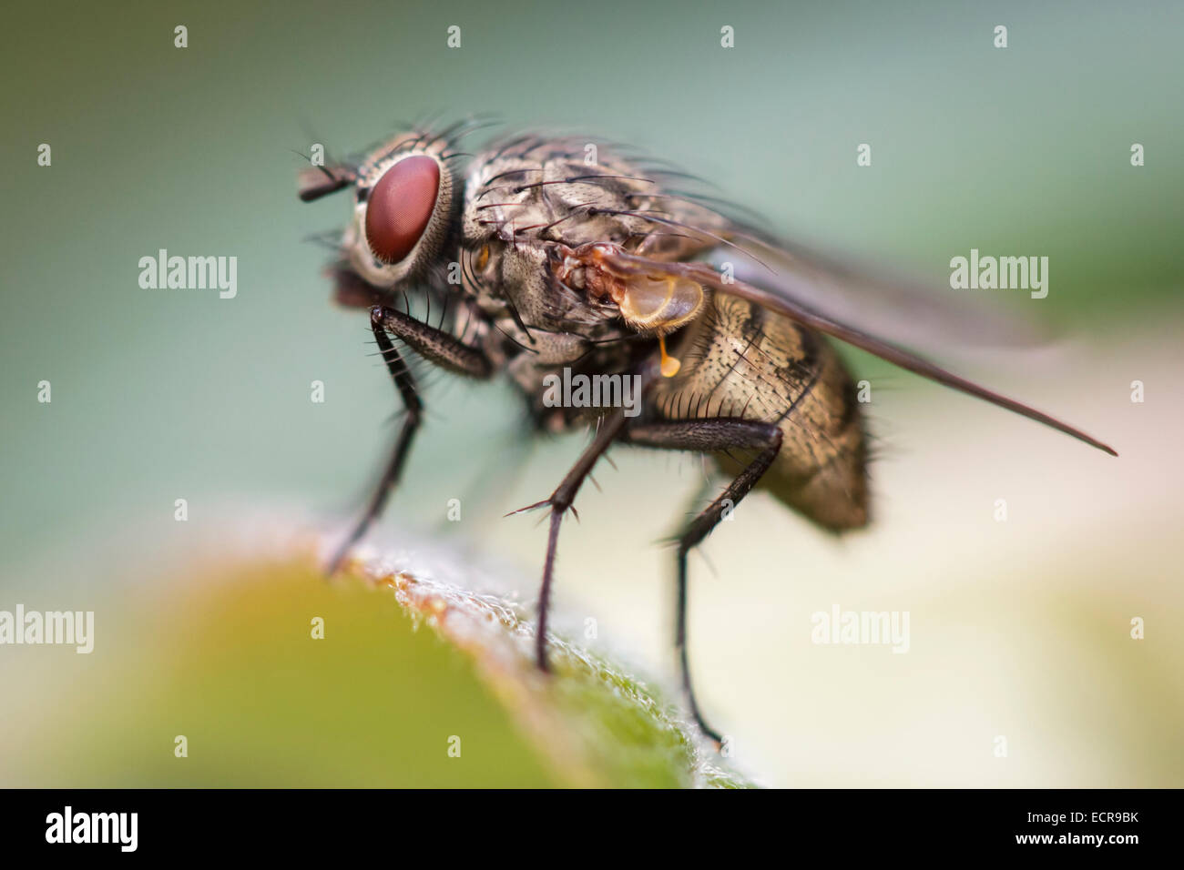 Housefly hi-res stock photography and images - Alamy