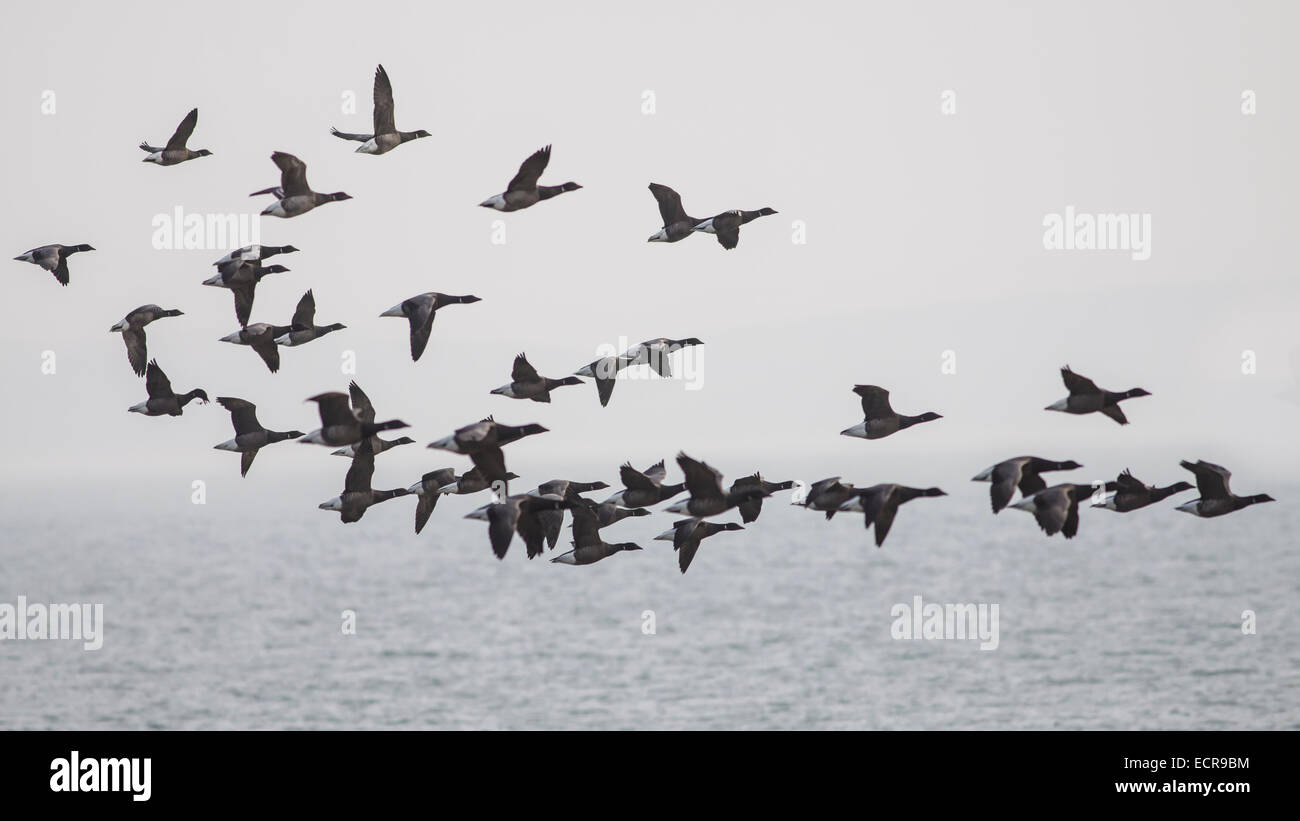 Brent Geese in flight Stock Photo - Alamy