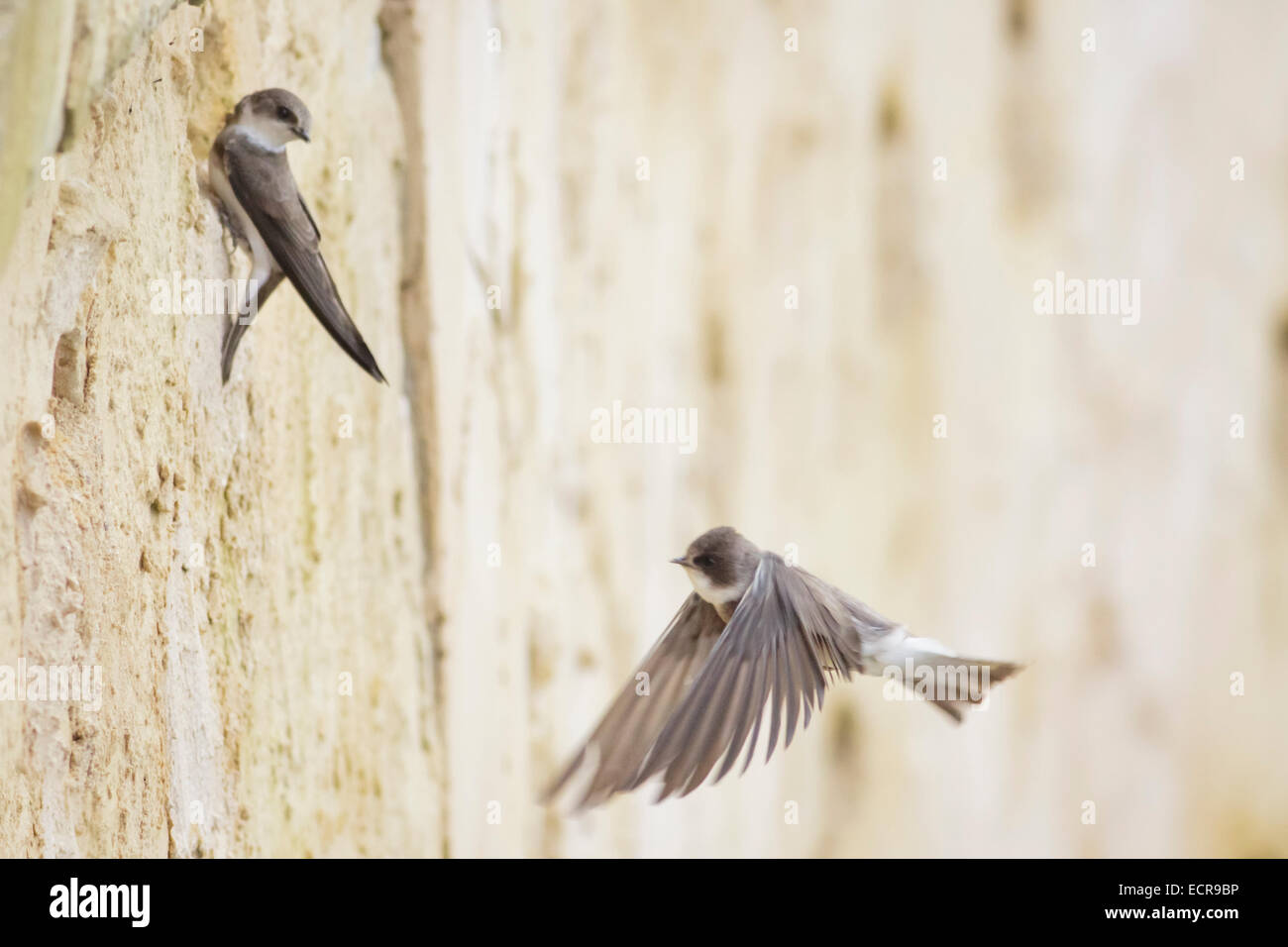 Sand Martins at the nesting bank Stock Photo - Alamy