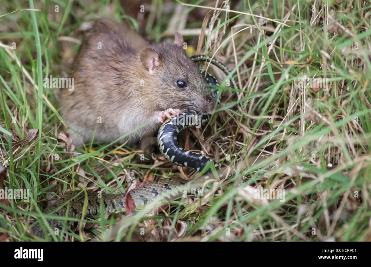 Brown rat snake hi-res stock photography and images - Alamy