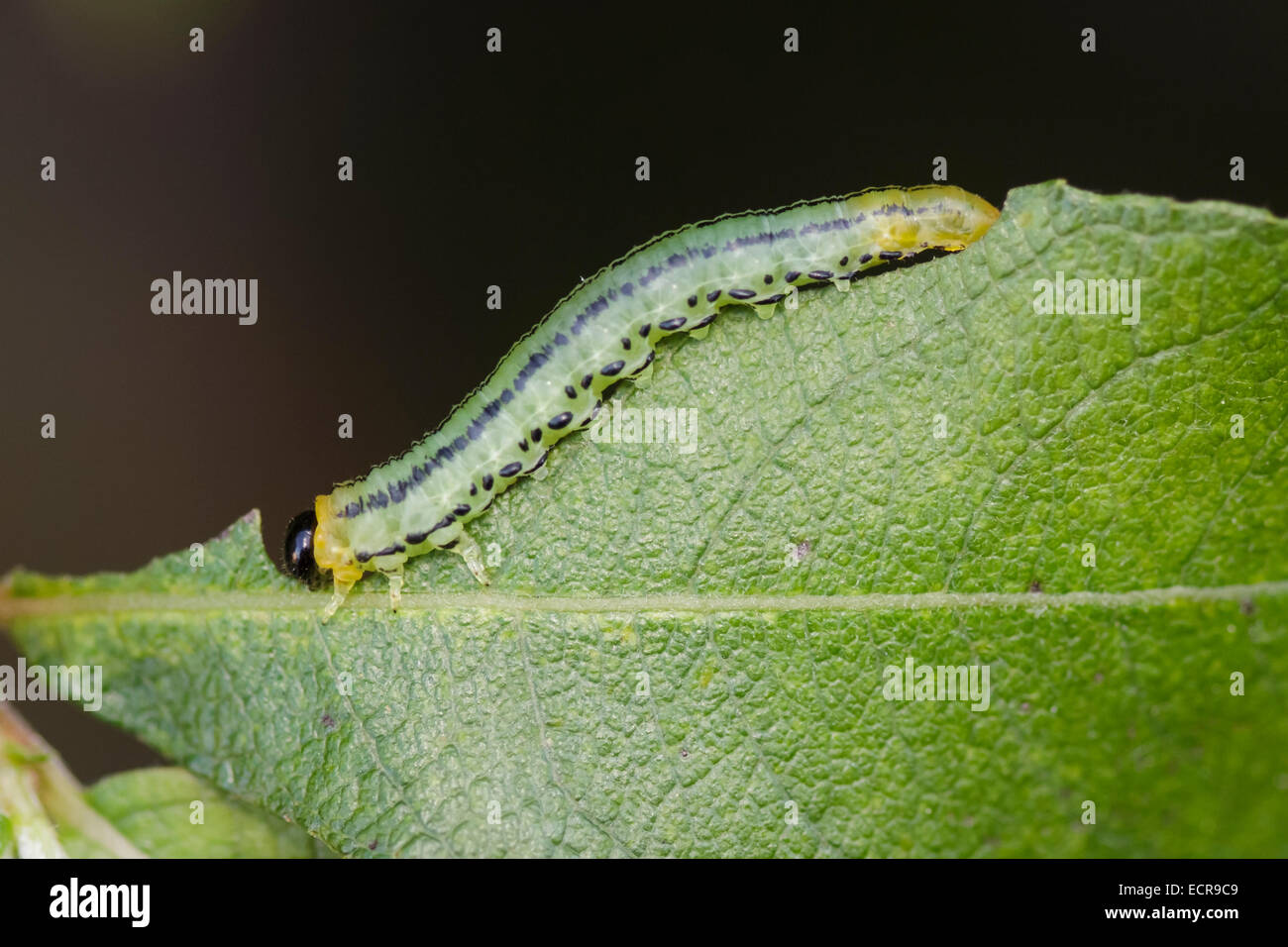 A Sawfly larva eating a leaf Stock Photo - Alamy
