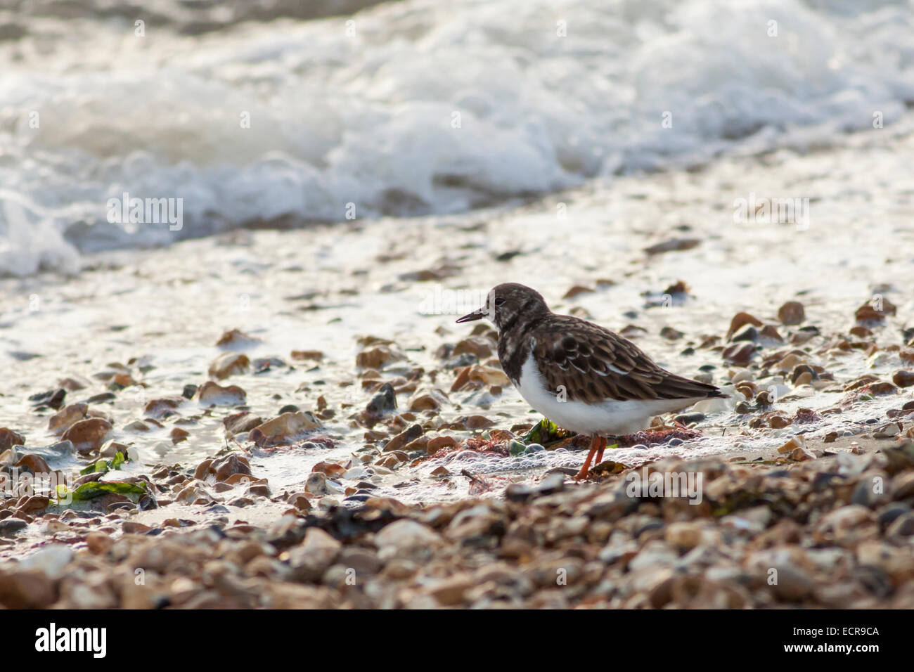 A Turnstone on the shoreline Stock Photo - Alamy