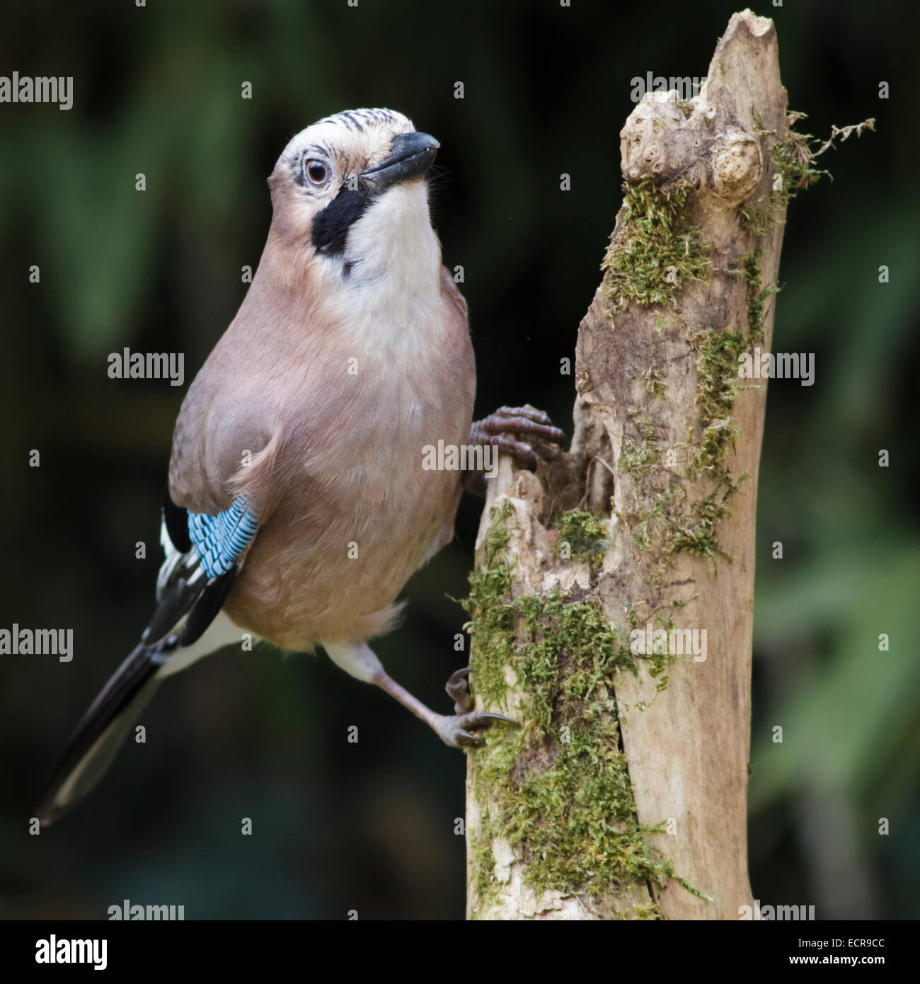 Pink jay hi-res stock photography and images - Alamy