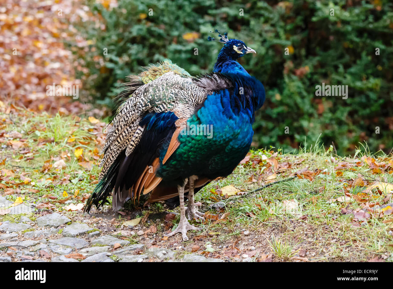 Peacock walking hi-res stock photography and images - Alamy
