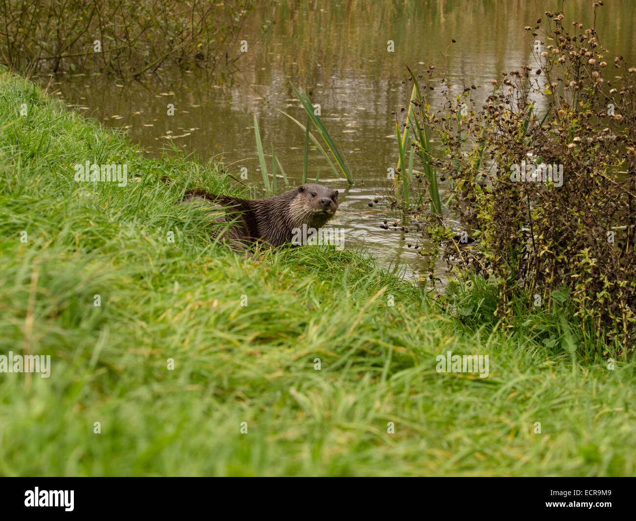 European Otter (Lutra lutra) On The Riverbank Stock Photo - Alamy