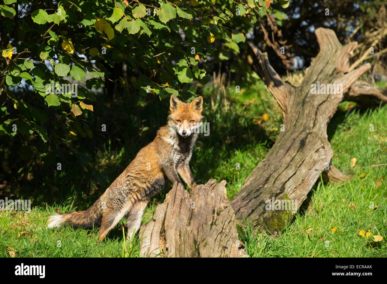 Common Fox High Resolution Stock Photography and Images - Alamy