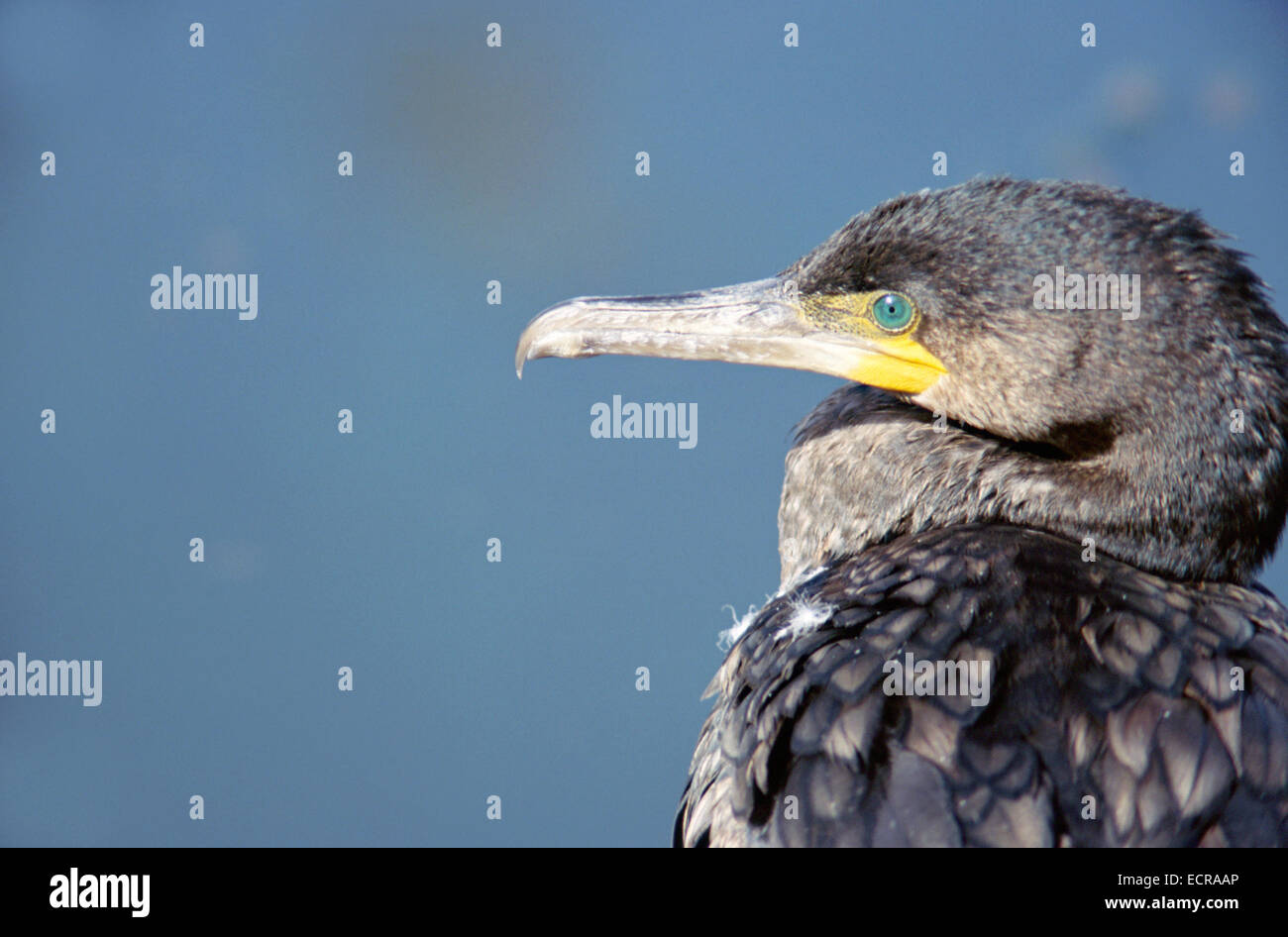 Close up of a great cormorant and its green eye, France Stock Photo - Alamy