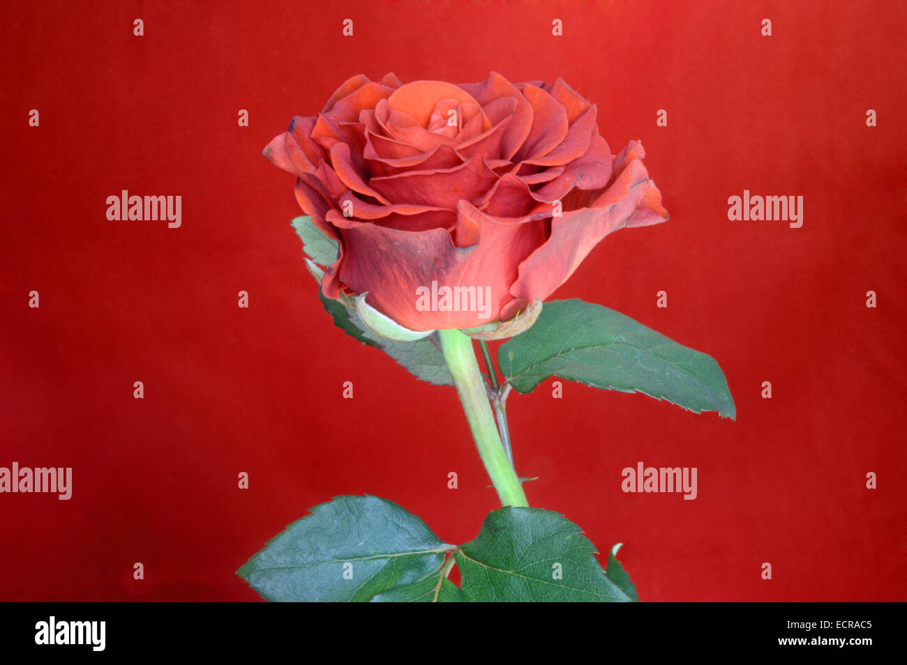 beautiful red rose on a red background Stock Photo - Alamy