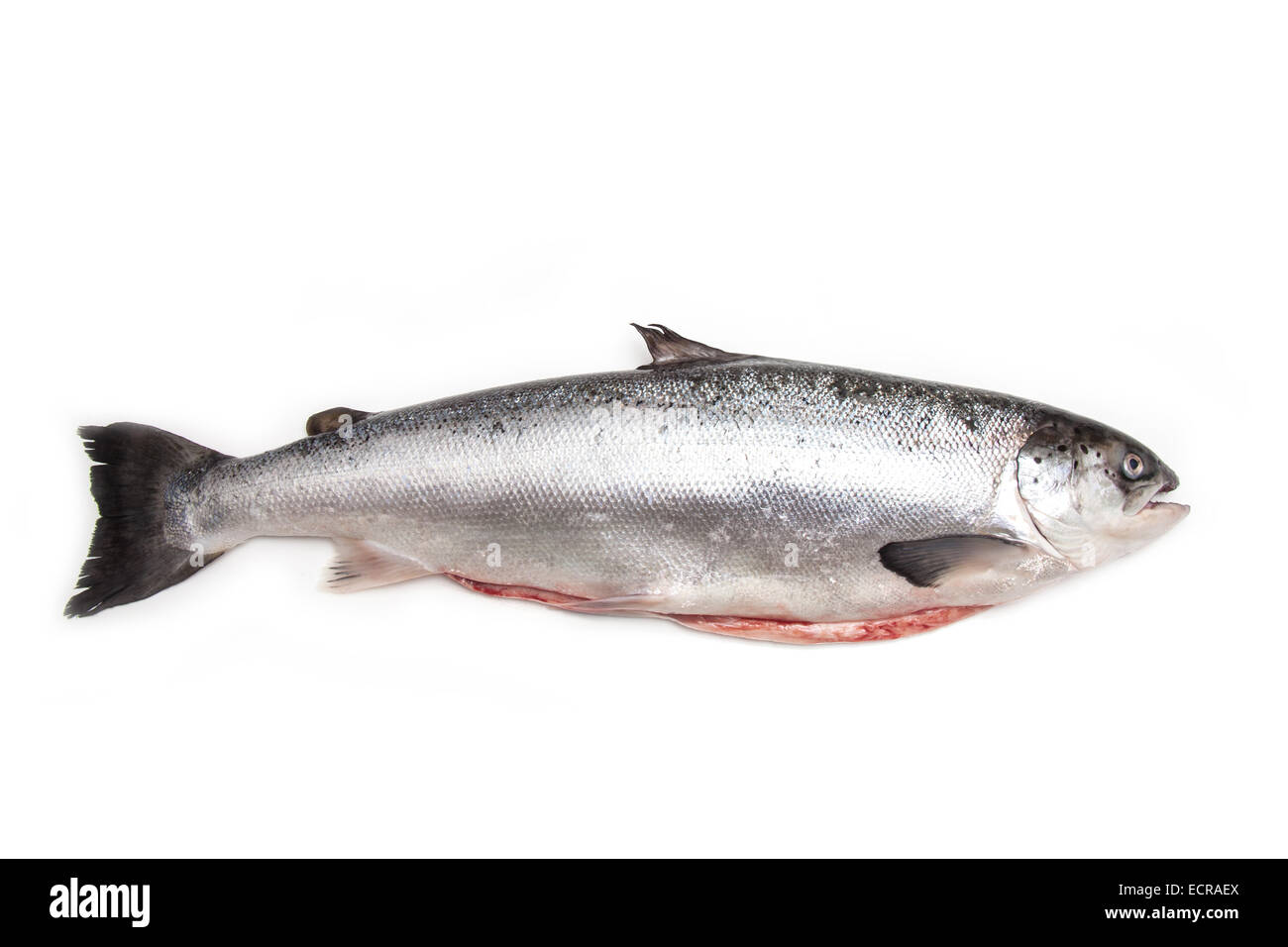 Whole Scottish salmon fish (3.6kg ) isolated on a white studio ...