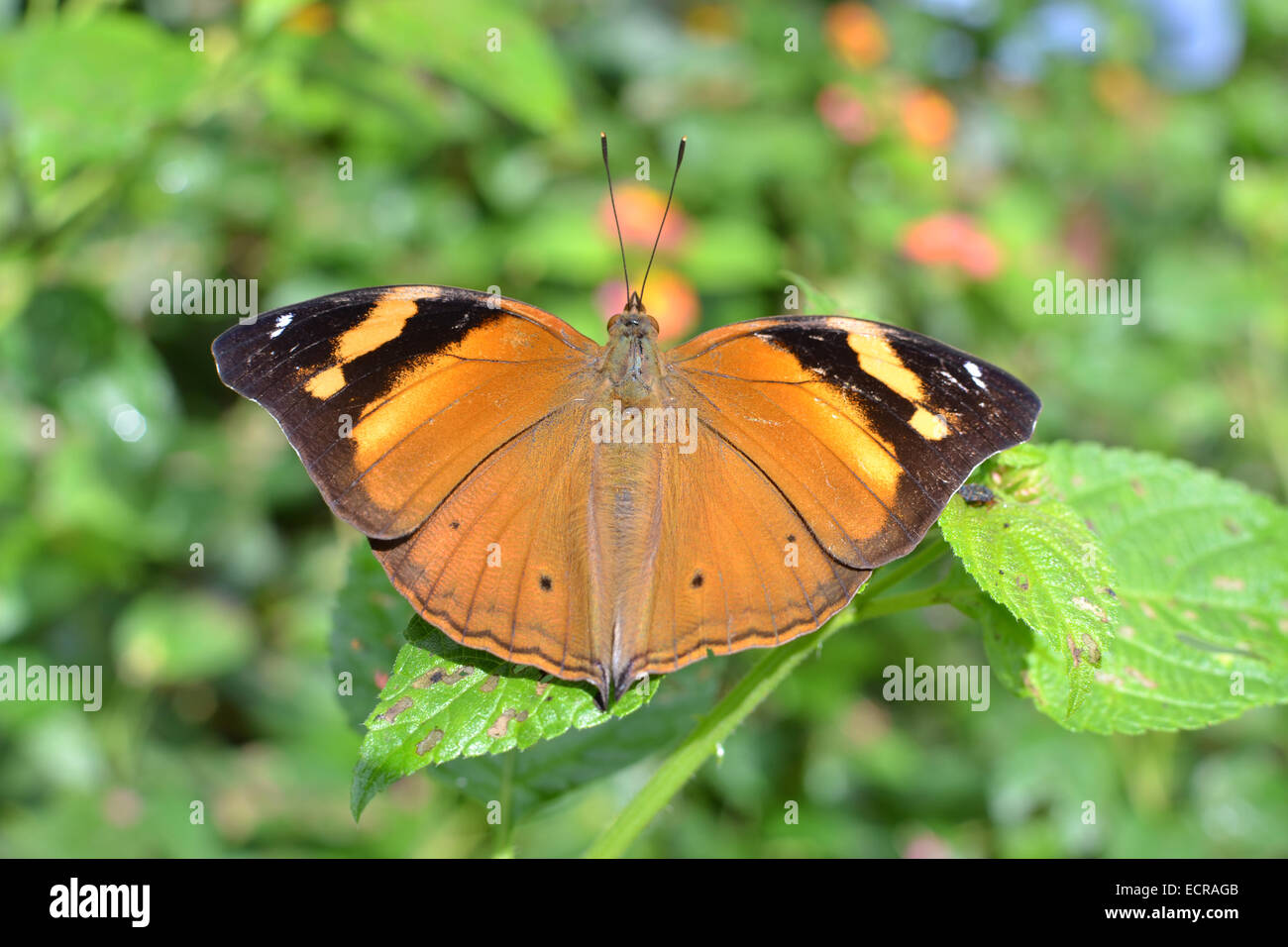Brown wild butterfly spreading it's wings over a plant Stock Photo - Alamy