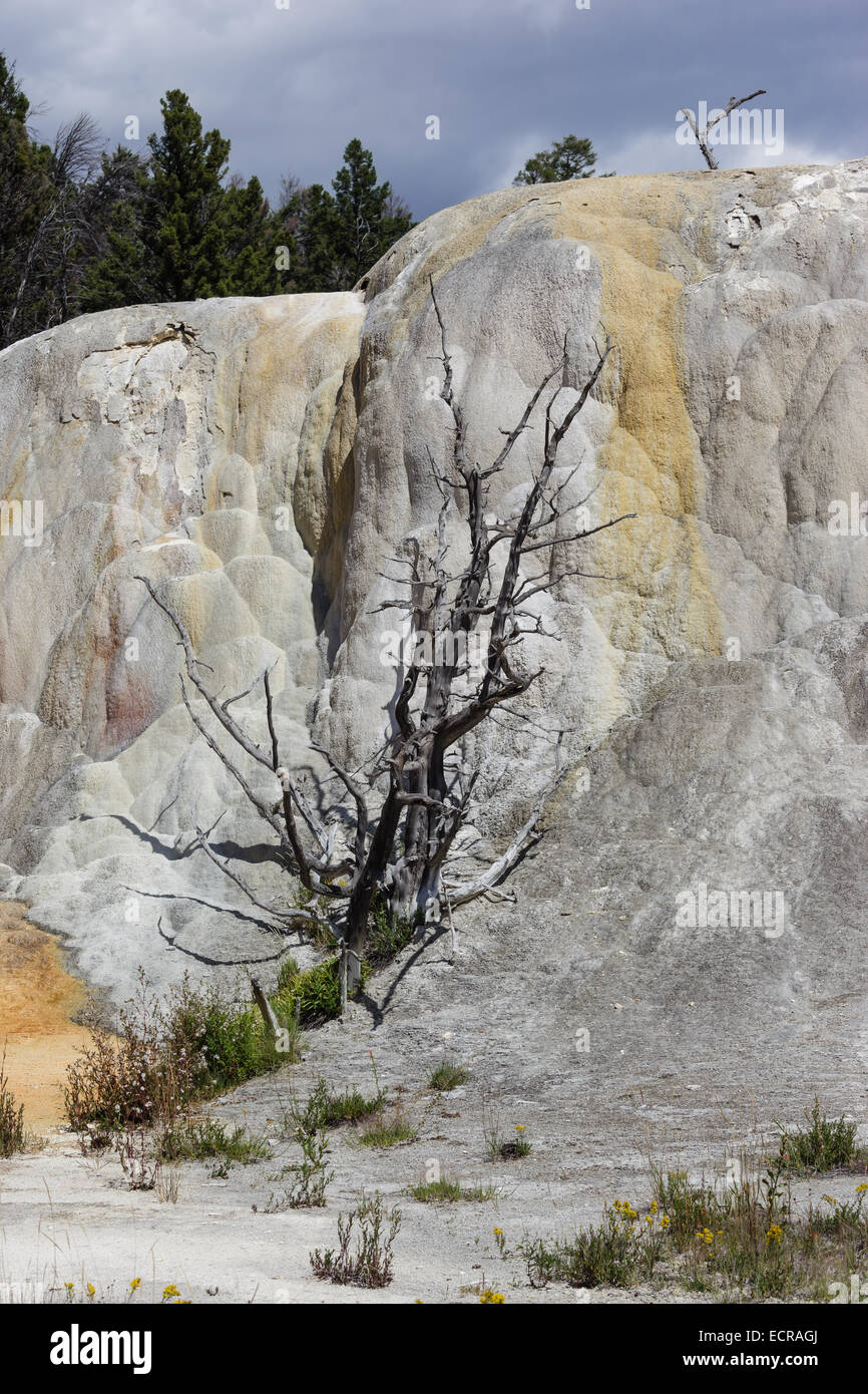 Orange Spring Mound, Mammoth Hot Springs, Yellowstone National Park ...