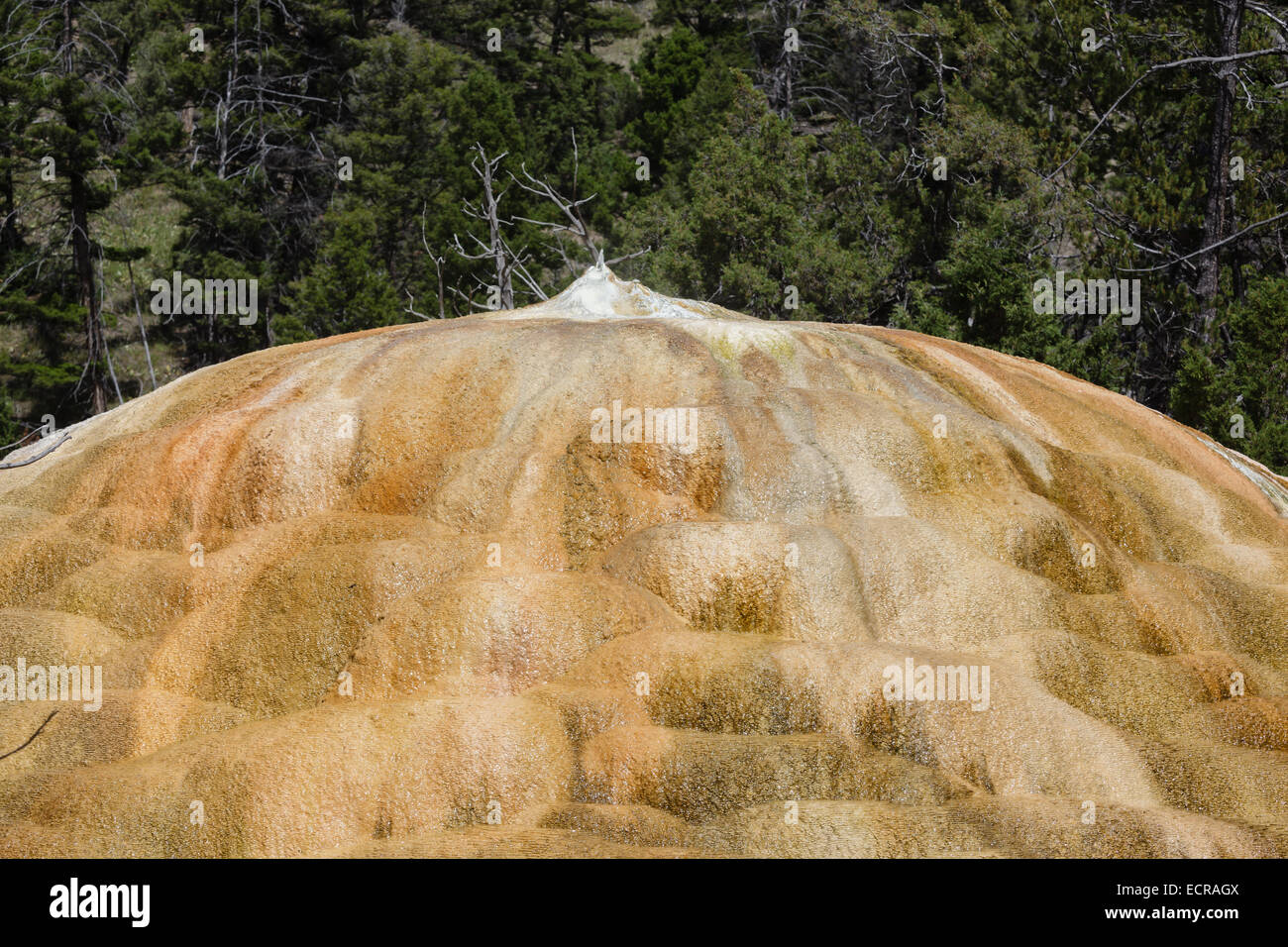 Orange Spring Mound, Mammoth Hot Springs, Yellowstone National Park ...