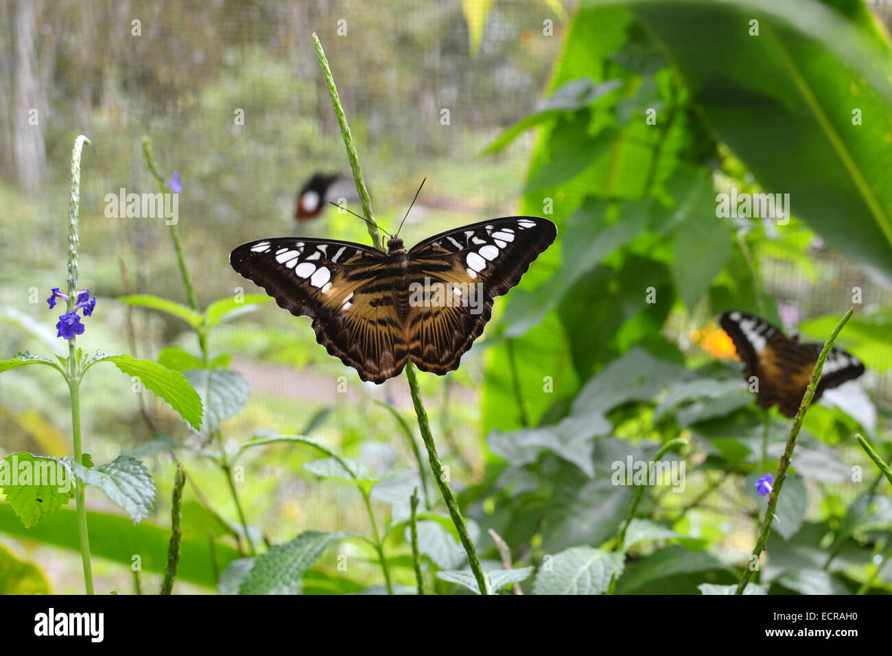 Brown wild butterfly spreading it's wings over a plant in a garden ...