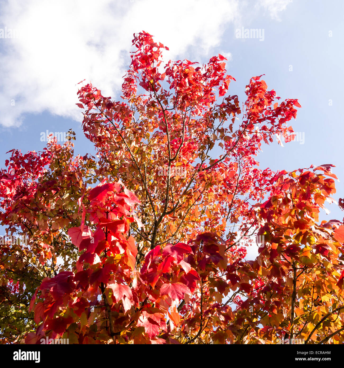 Colored tree hi-res stock photography and images - Alamy