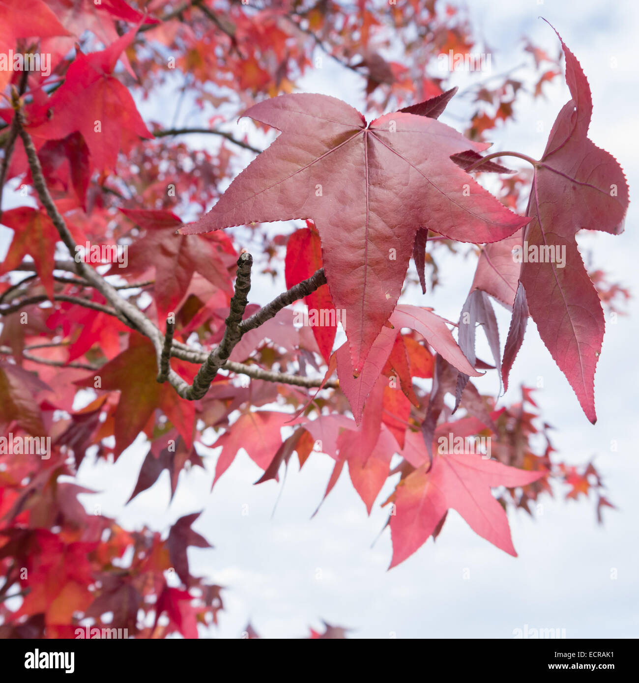 Atumn walk hi-res stock photography and images - Alamy