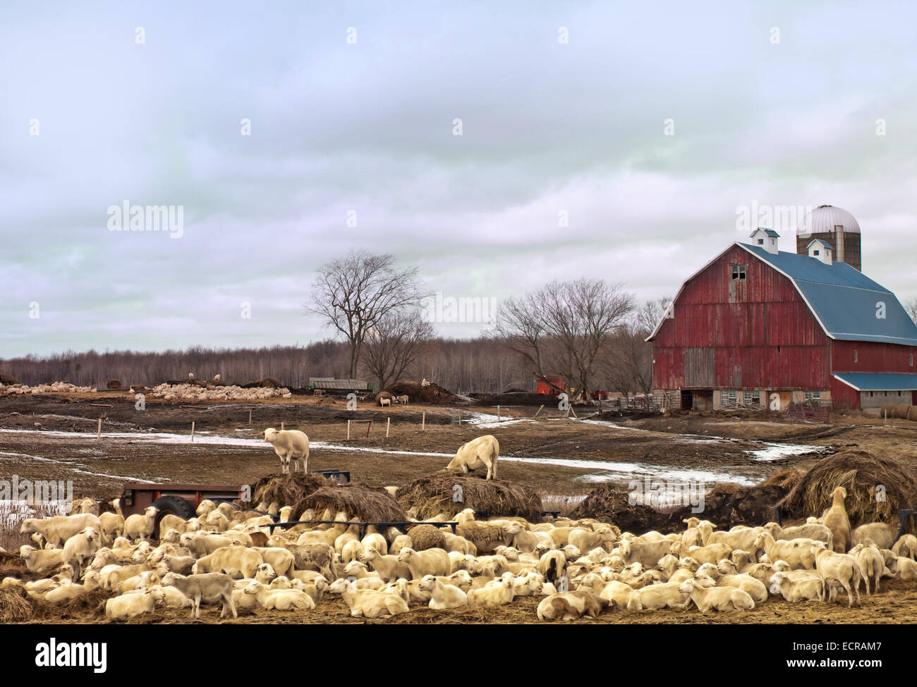 hundreds of sheep resting and eating on their farm Stock Photo - Alamy