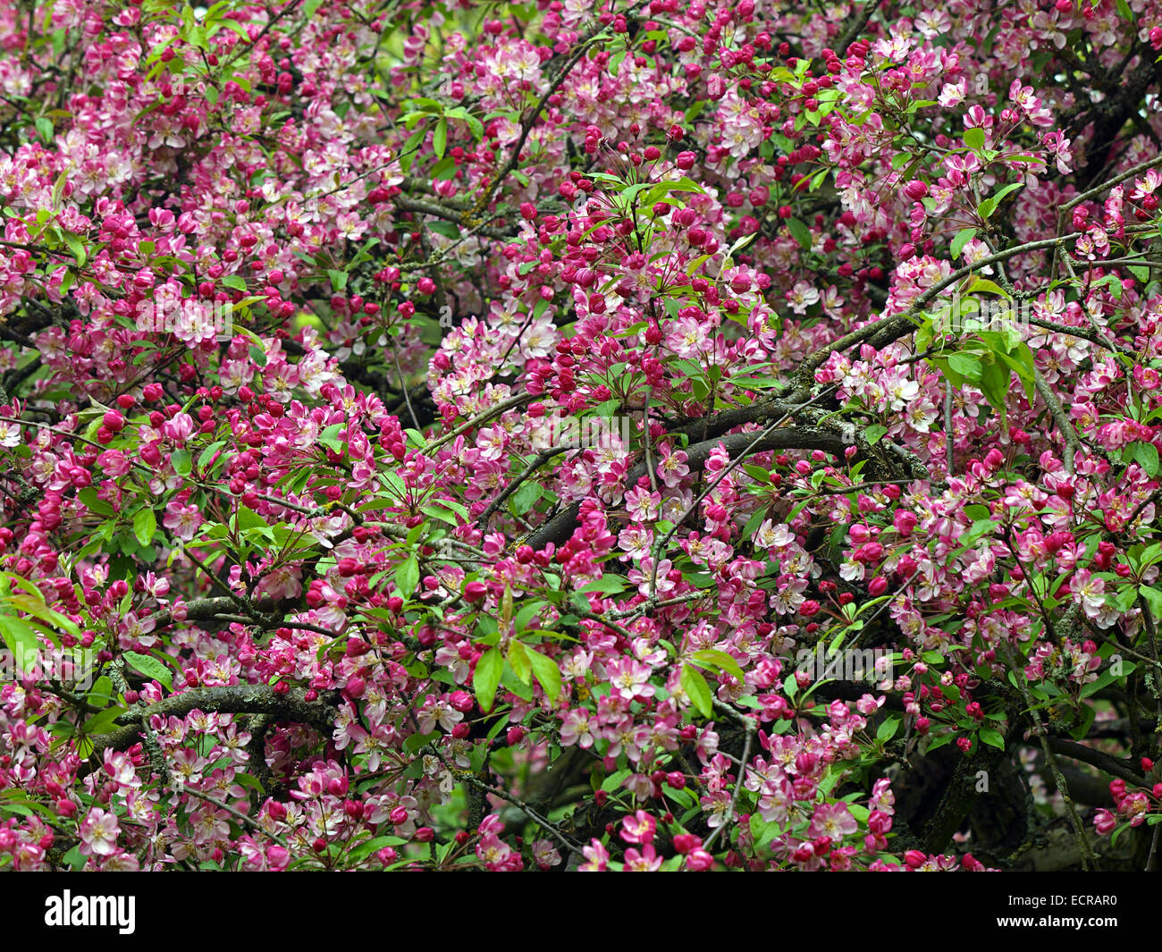 Cherry tree blossom in spring Stock Photo - Alamy