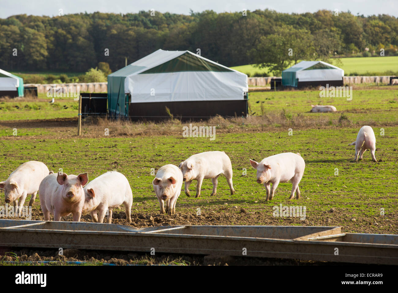 Rearing free range hi-res stock photography and images - Alamy
