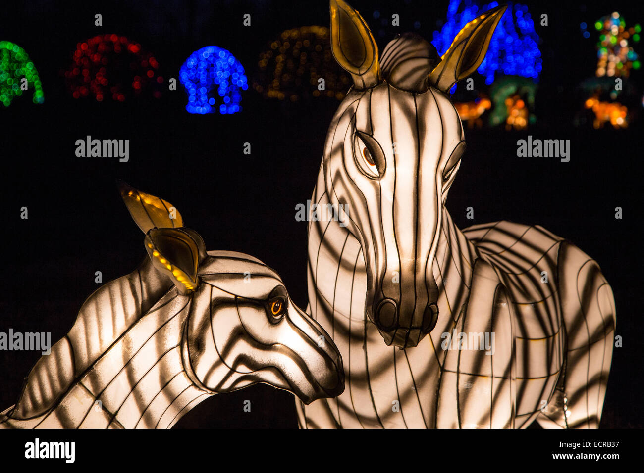 Longleat Festival of Light, Chinese Lion Lanterns Display at Longleat ...