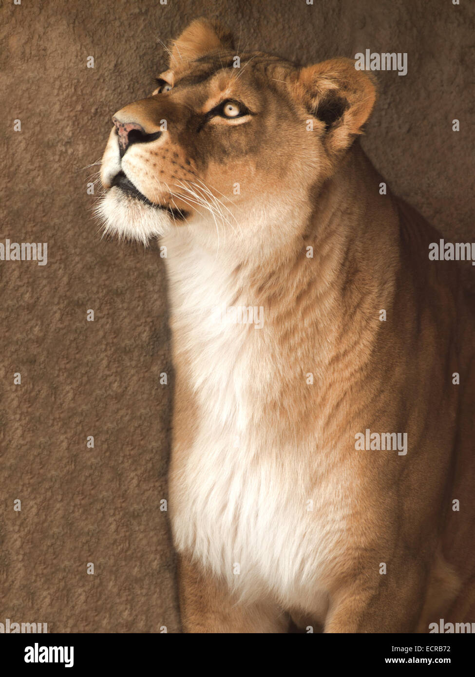 African lioness hi-res stock photography and images - Alamy