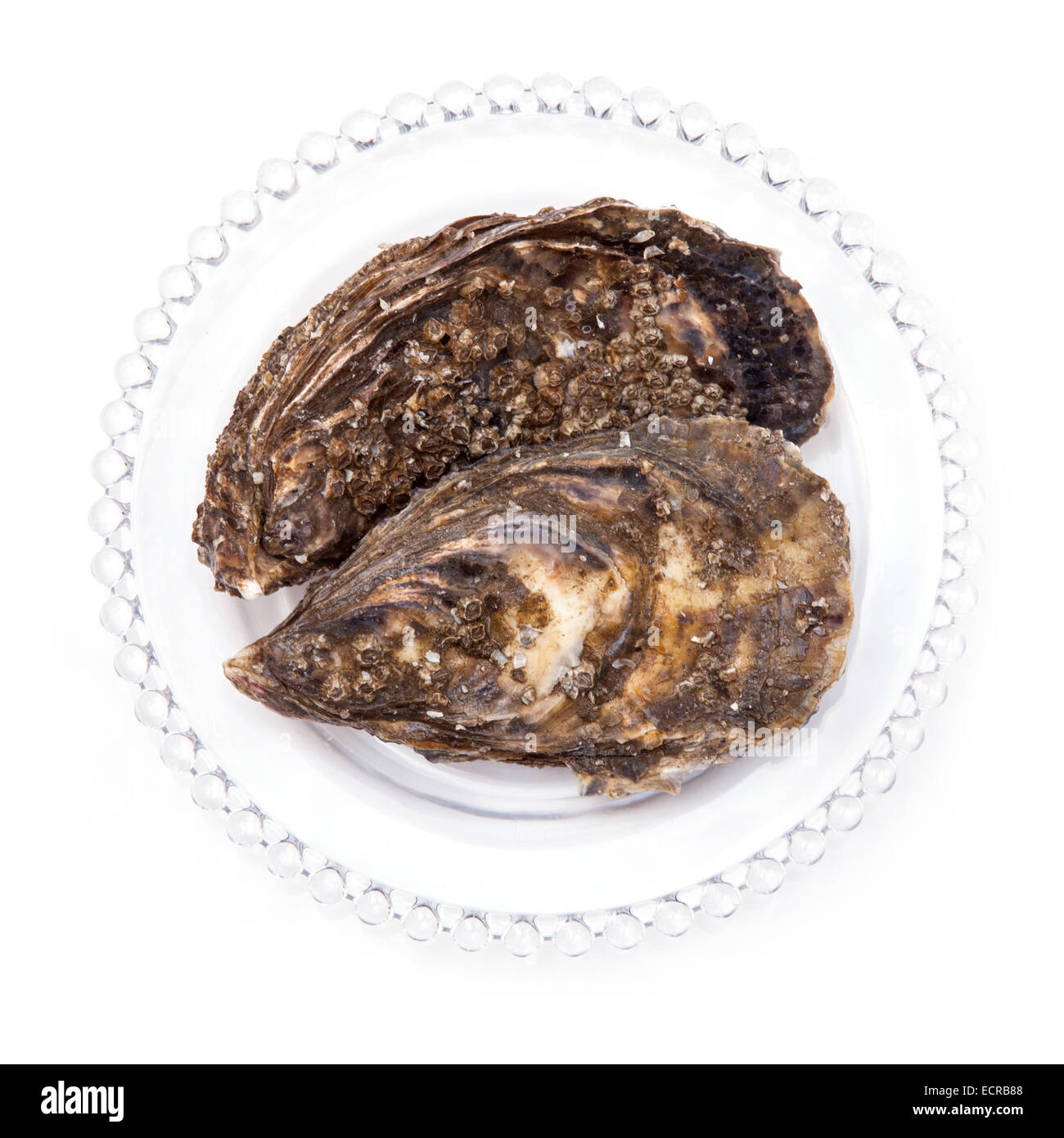 Oysters isolated on a white studio background Stock Photo - Alamy