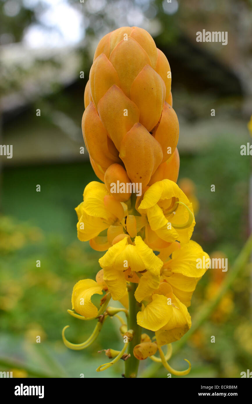 Asunting flower in the wild, this flower is a natural treatment for ...