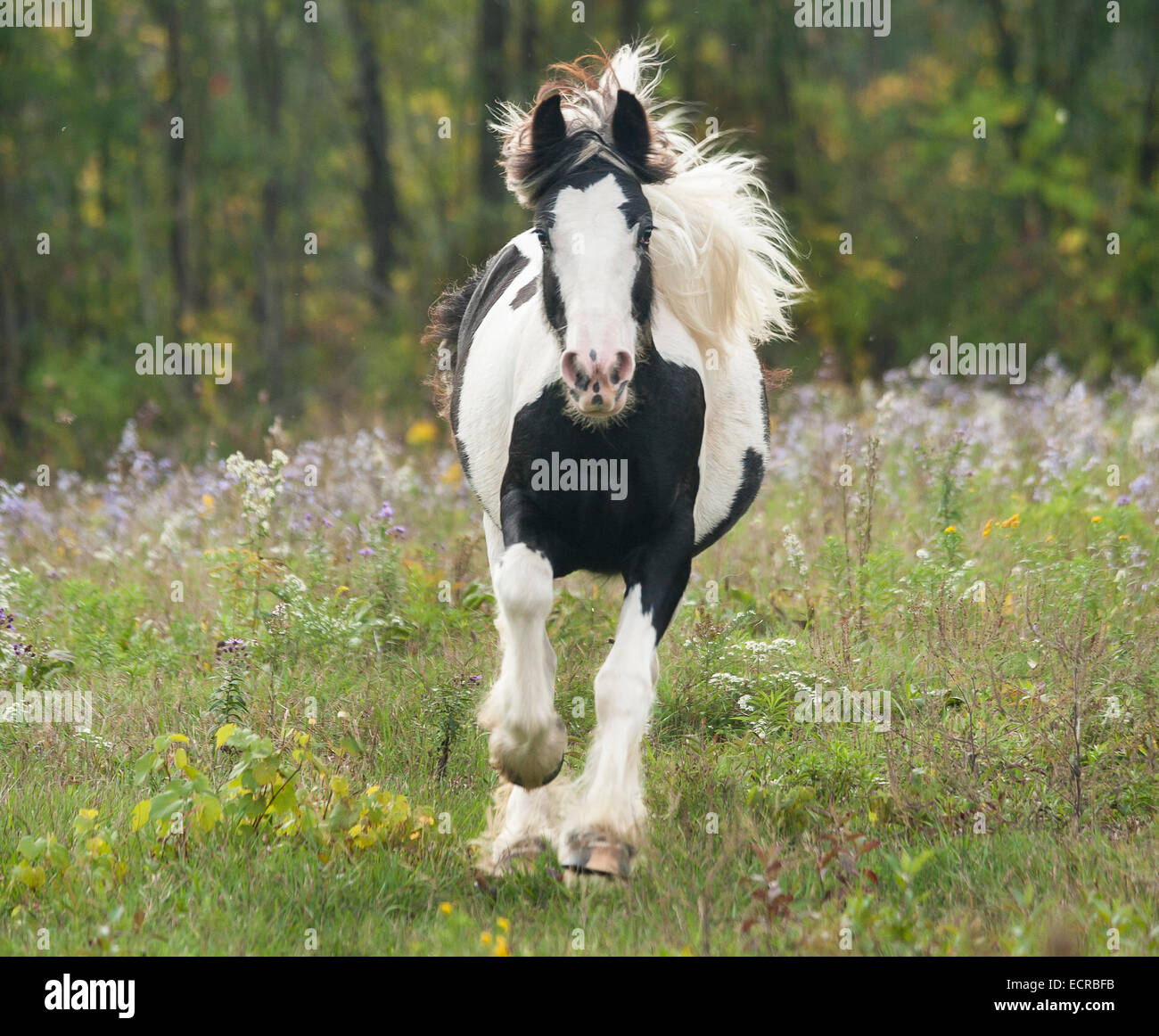 Gypsy Vanner Horse filly running in wildflower meadow Stock Photo - Alamy