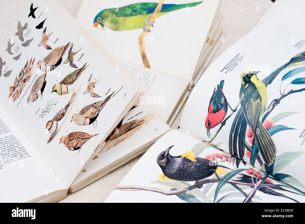 Books and birds hi-res stock photography and images - Alamy