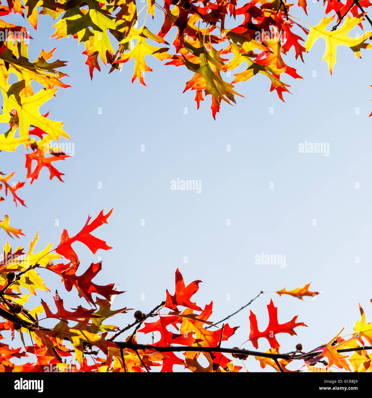 Autumn leaves border design hi-res stock photography and images - Alamy