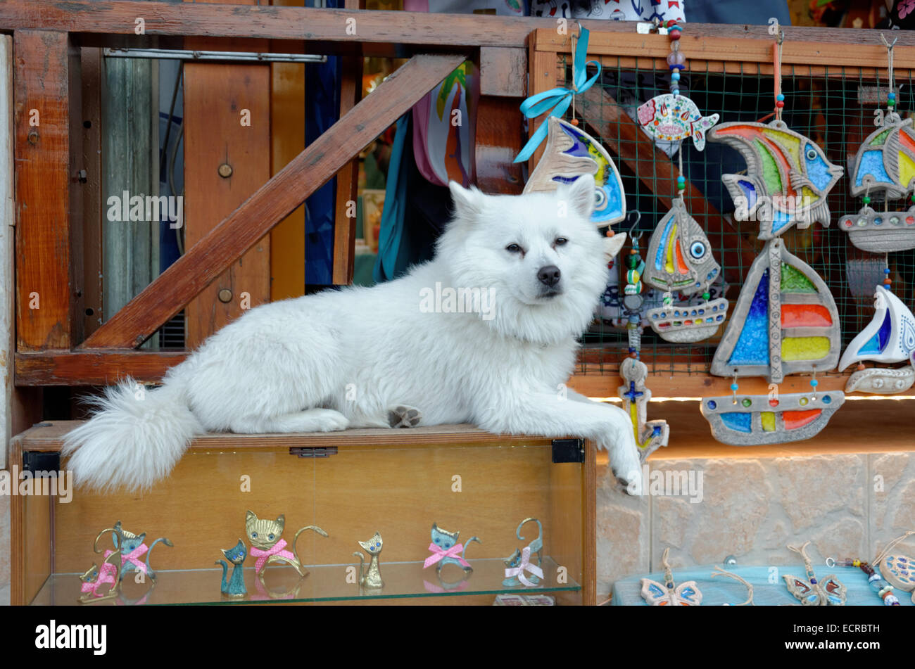 Dog shop crete greece hi-res stock photography and images - Alamy