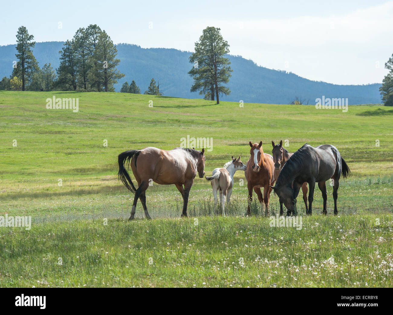 Quarter Horse herd near Pagosa Springs, Colorado Stock Photo - Alamy
