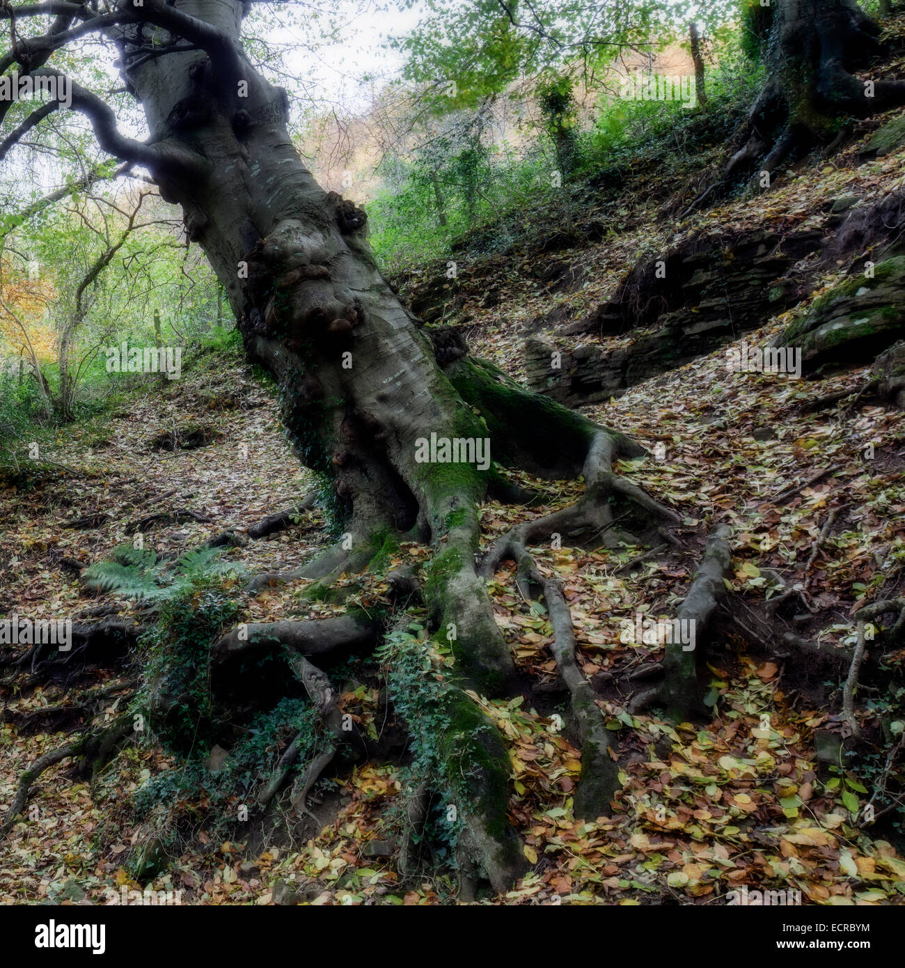 Take root hi-res stock photography and images - Alamy