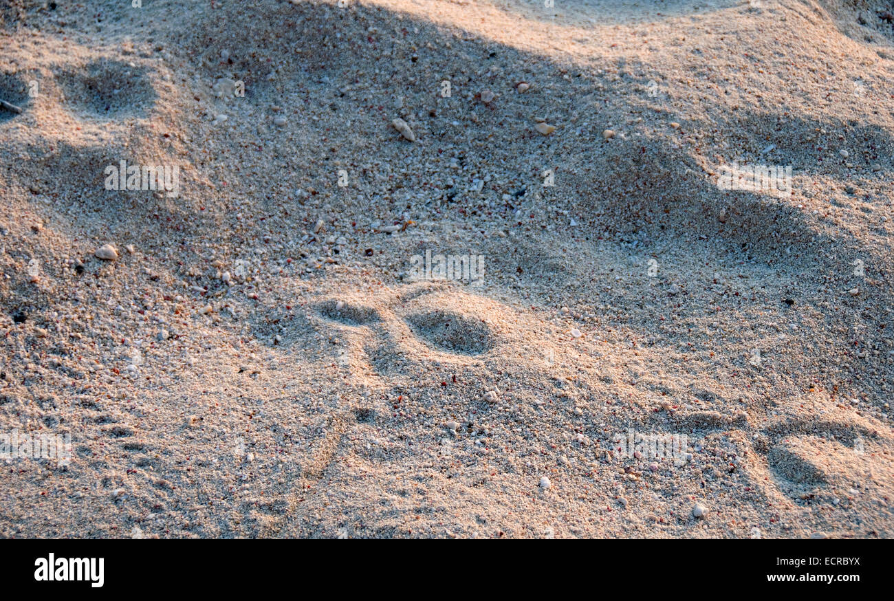 Baby Turtle marks in sand Stock Photo - Alamy