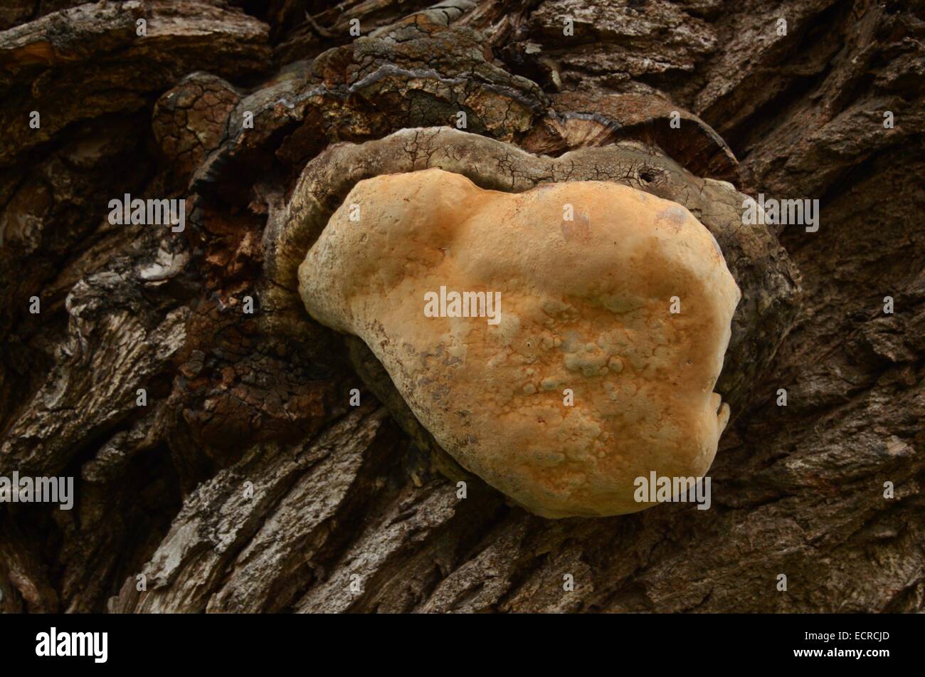 Fungus growing on a dead tree in Glasgow, Green Stock Photo - Alamy