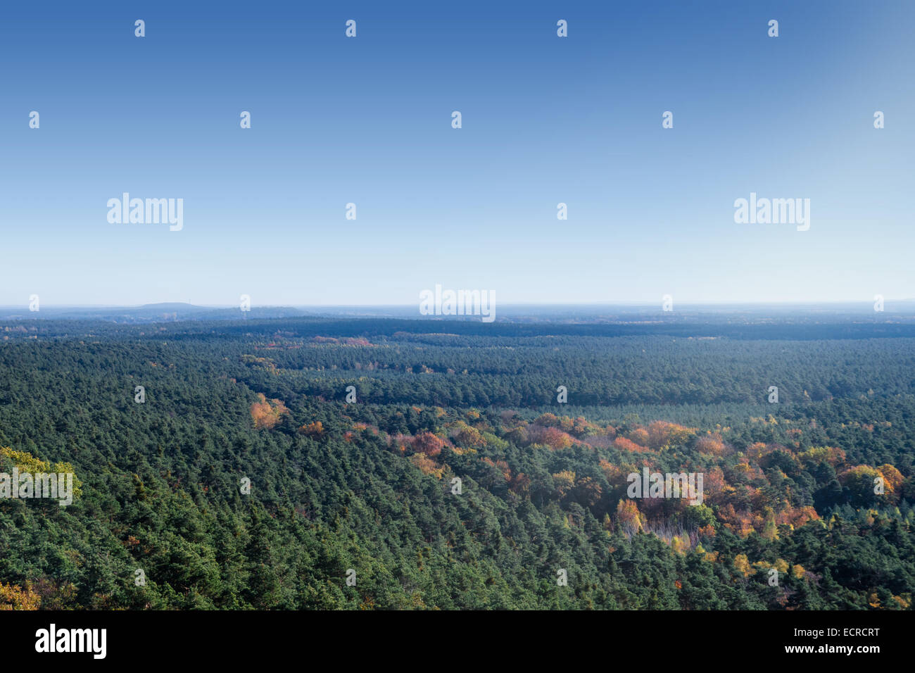 view on an autumn forest, blue sky and sunlight Stock Photo - Alamy