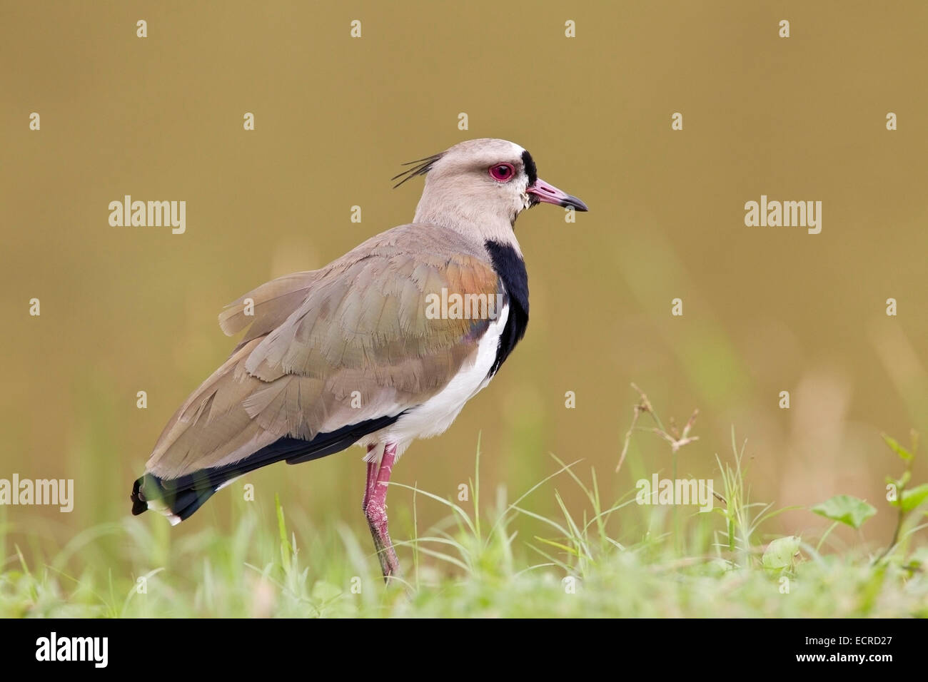 southern lapwing [Vanellus chilensis] single adult standing on ...