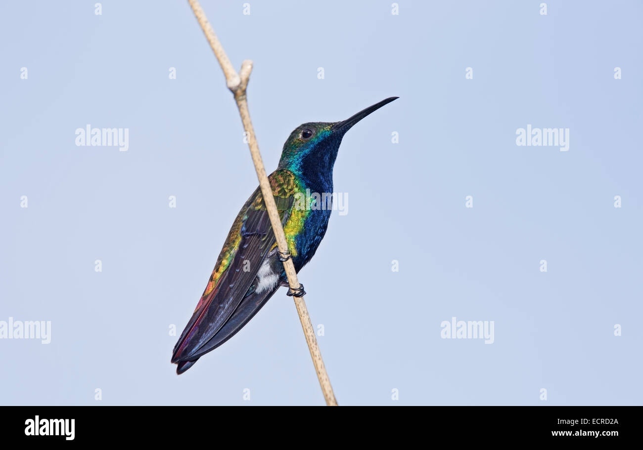 black-throated mango Hummingbird [Anthracothorax nigricollis] single ...
