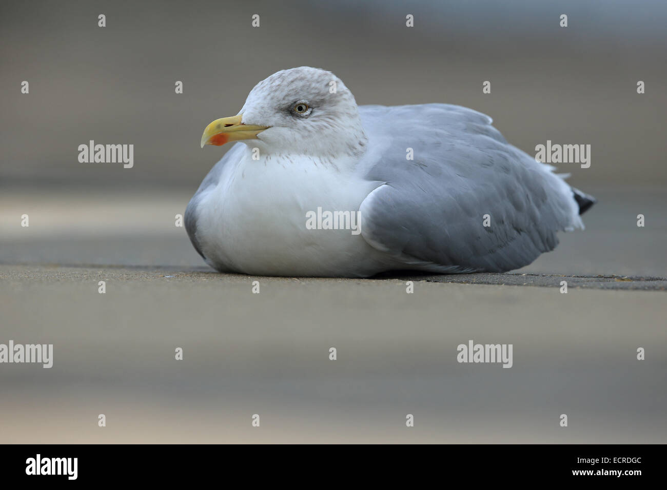 Herring Gull (Larus argentatus Stock Photo - Alamy