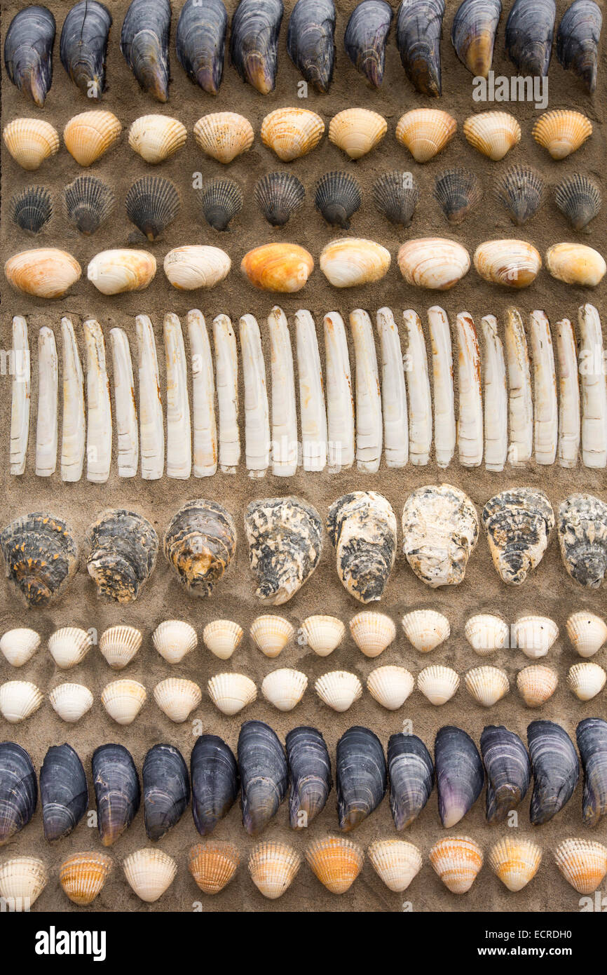 Sea shells used to decorate a wall at Wiveton Hall cafe, Blakeney ...