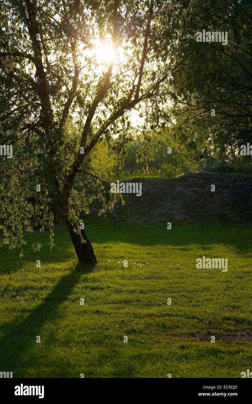 Shiny tree leaves hi-res stock photography and images - Alamy