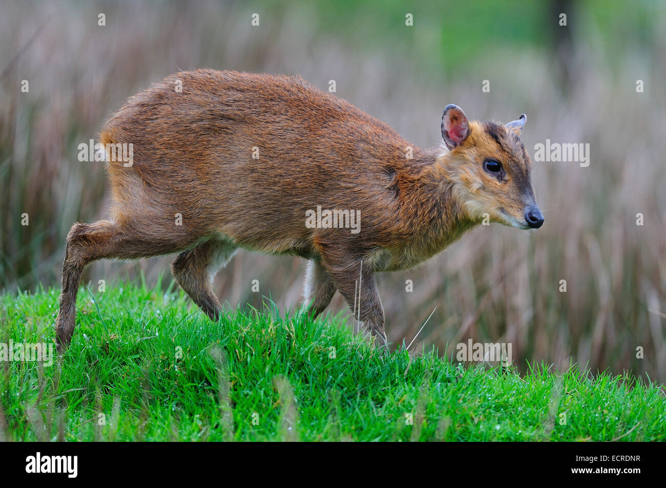 Mammal animal deer hi-res stock photography and images - Alamy