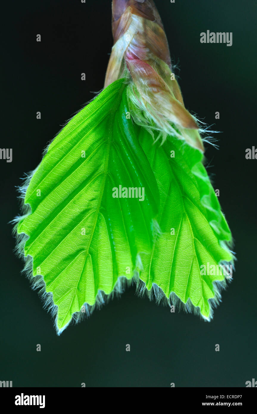 Beech leaves opening in spring Stock Photo - Alamy