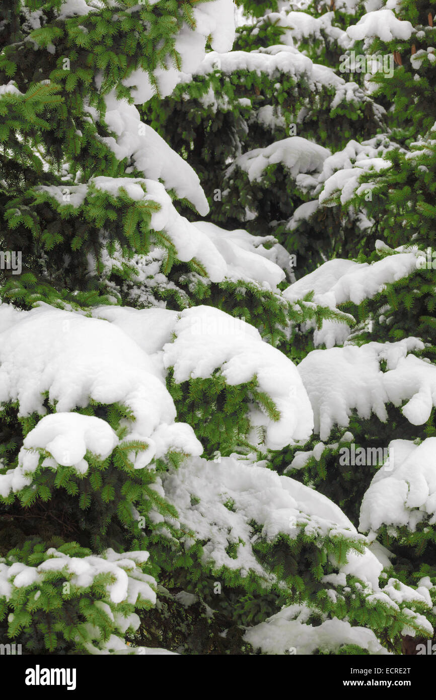 Snow-covered branches of Christmas tree Stock Photo - Alamy