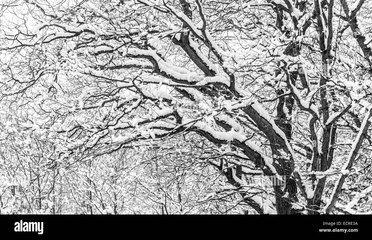 Snow white tree hi-res stock photography and images - Alamy