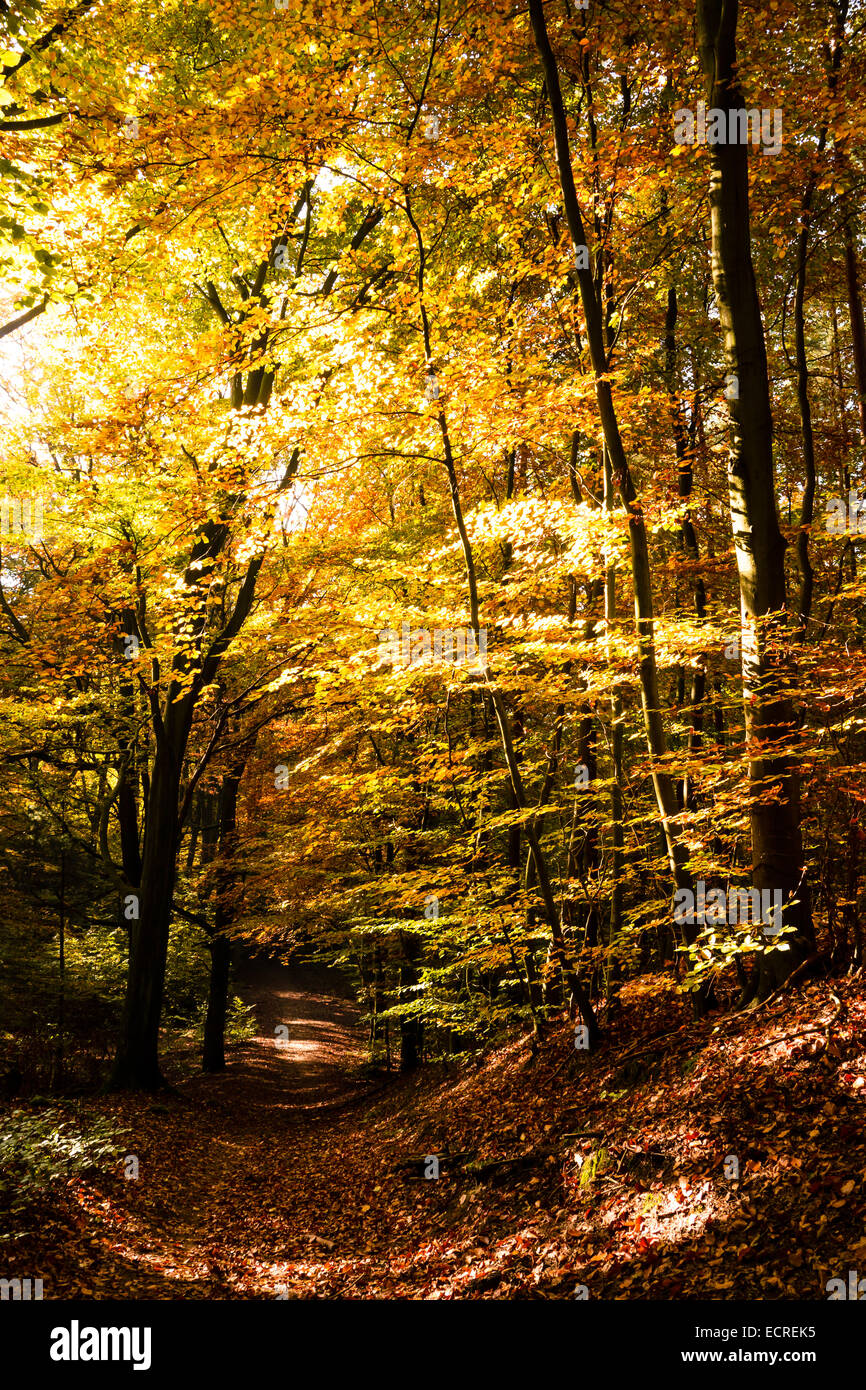 path in forest on a sunny autumn day Stock Photo - Alamy