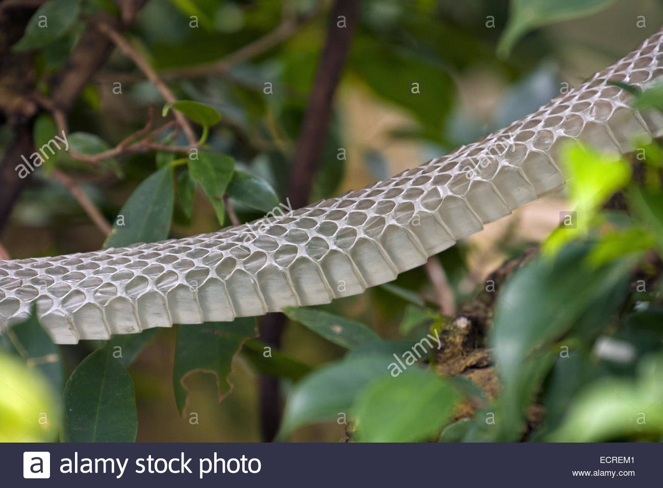 Snakes In The Bush High Resolution Stock Photography and Images - Alamy