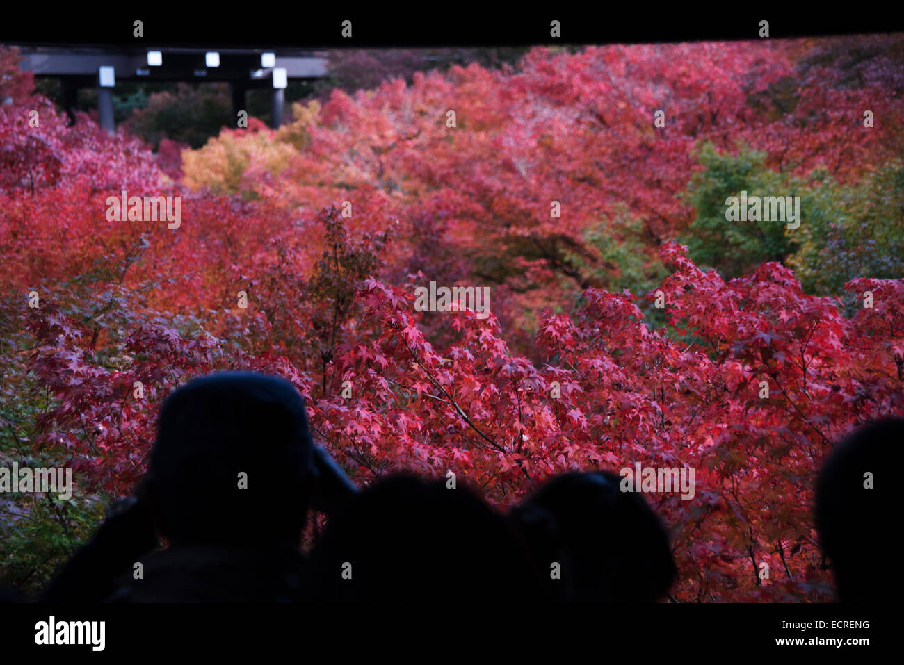 Japanese maples hi-res stock photography and images - Alamy