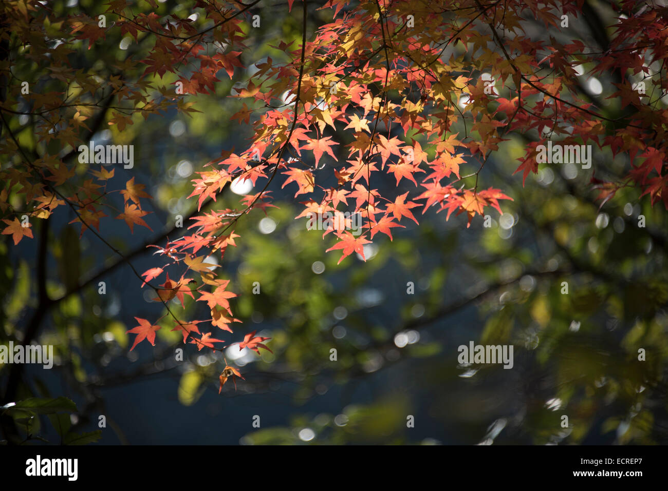 Japanese autumn colours, Japan Stock Photo - Alamy