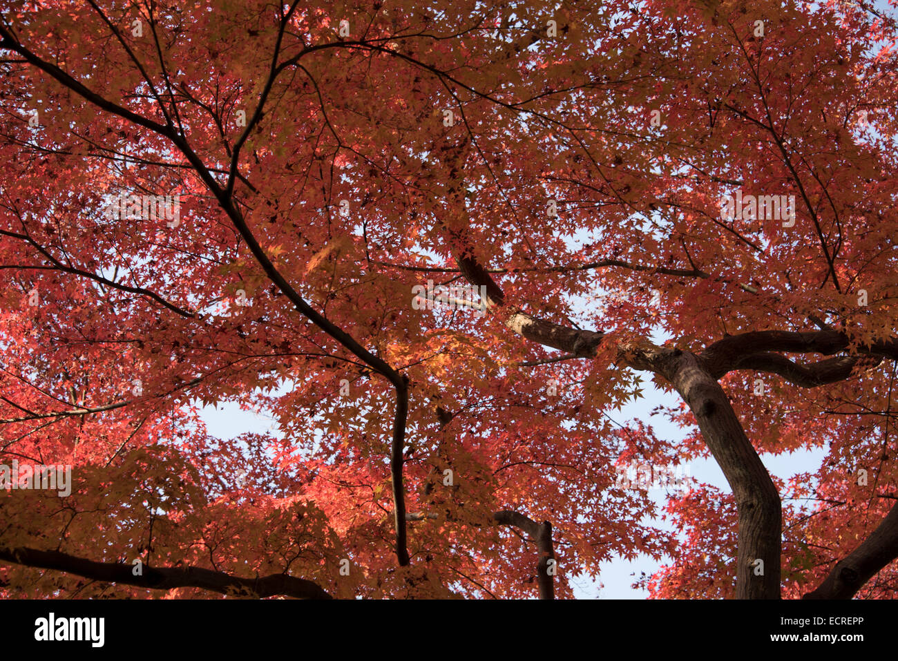 Red japanese maples hi-res stock photography and images - Alamy